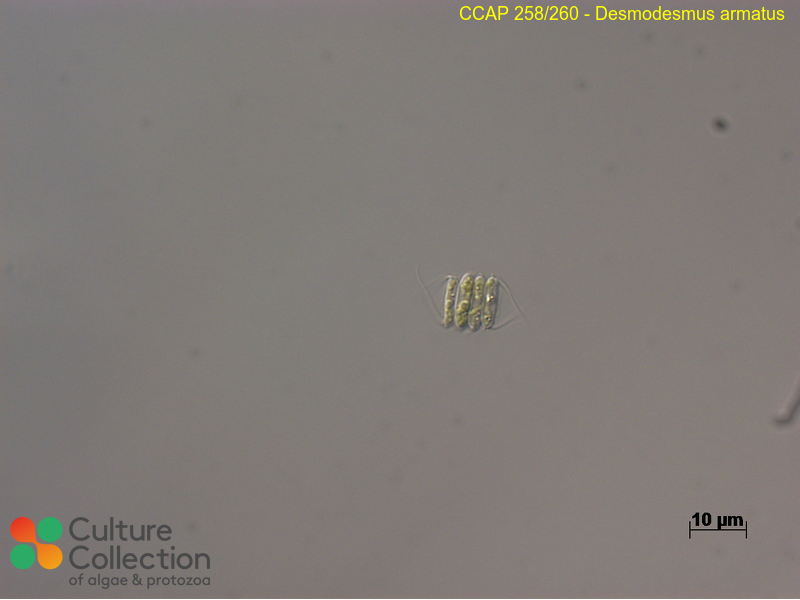 Desmodesmus armatus