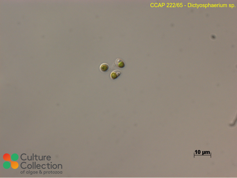 Dictyosphaerium sp.
