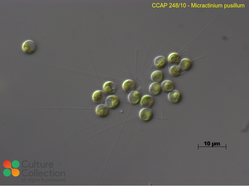 Micractinium pusillum