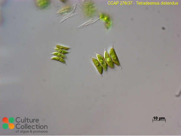 Tetradesmus distendus