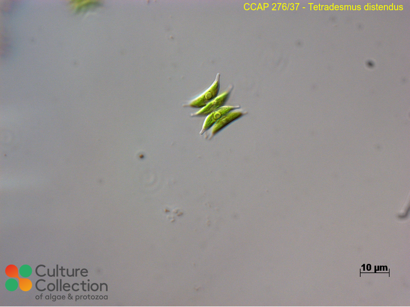 Tetradesmus distendus