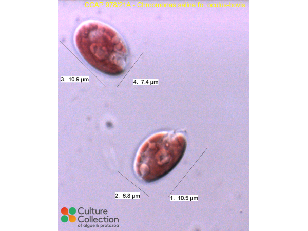 Chroomonas salina fo. oculus-bovis