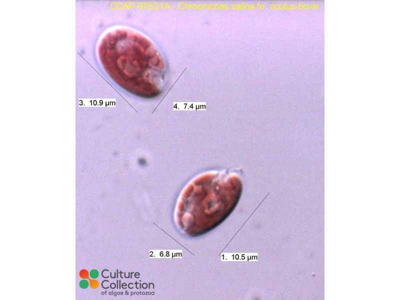 Chroomonas salina fo. oculus-bovis