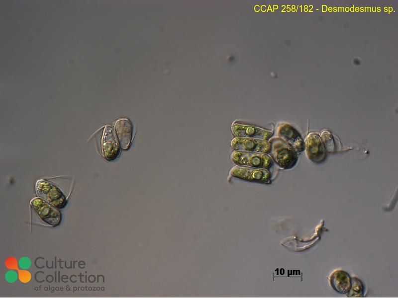 Desmodesmus sp.