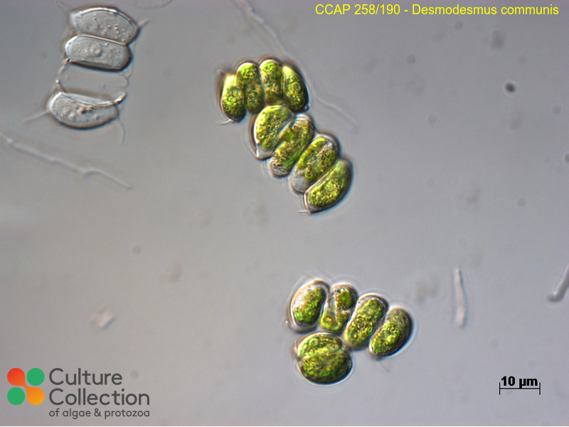 Desmodesmus communis