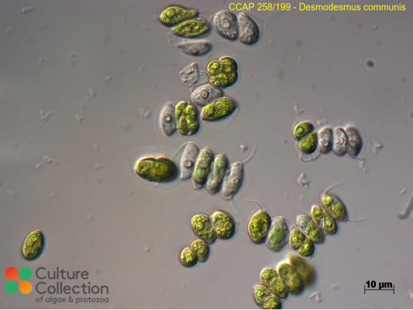 Desmodesmus communis