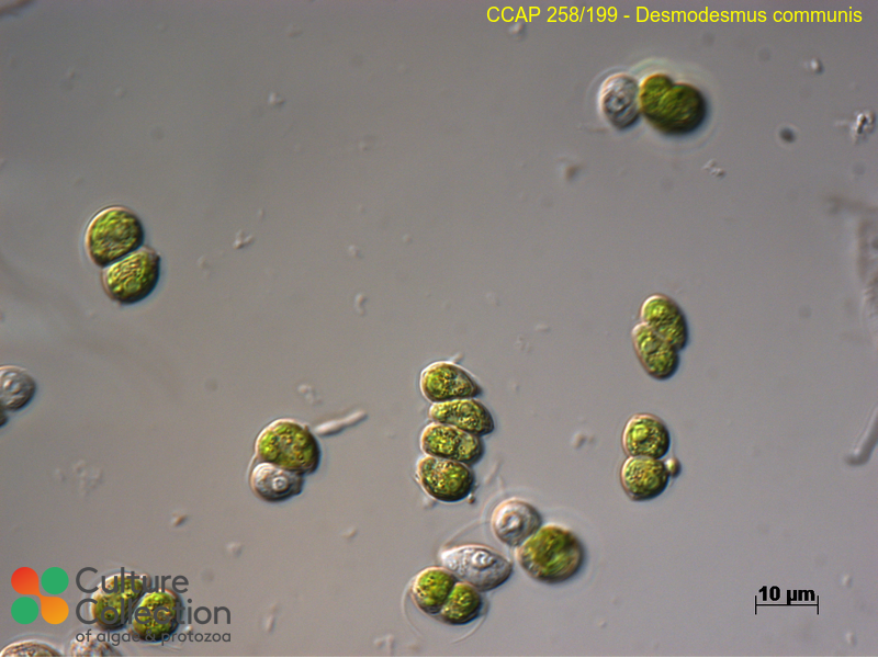 Desmodesmus communis