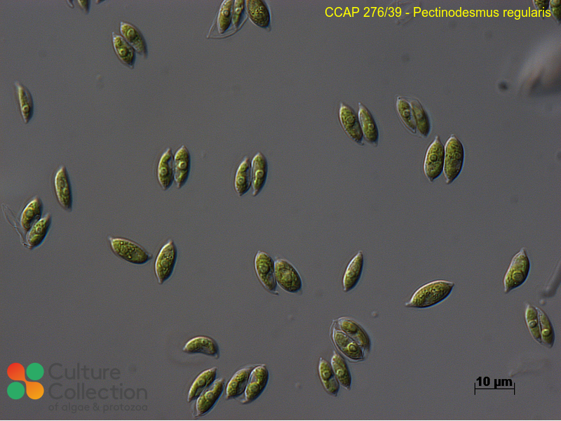 Pectinodesmus regularis