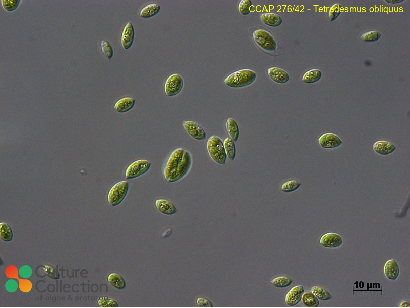 Tetradesmus obliquus