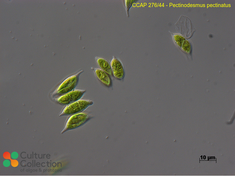 Pectinodesmus pectinatus