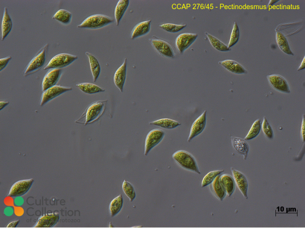 Pectinodesmus pectinatus