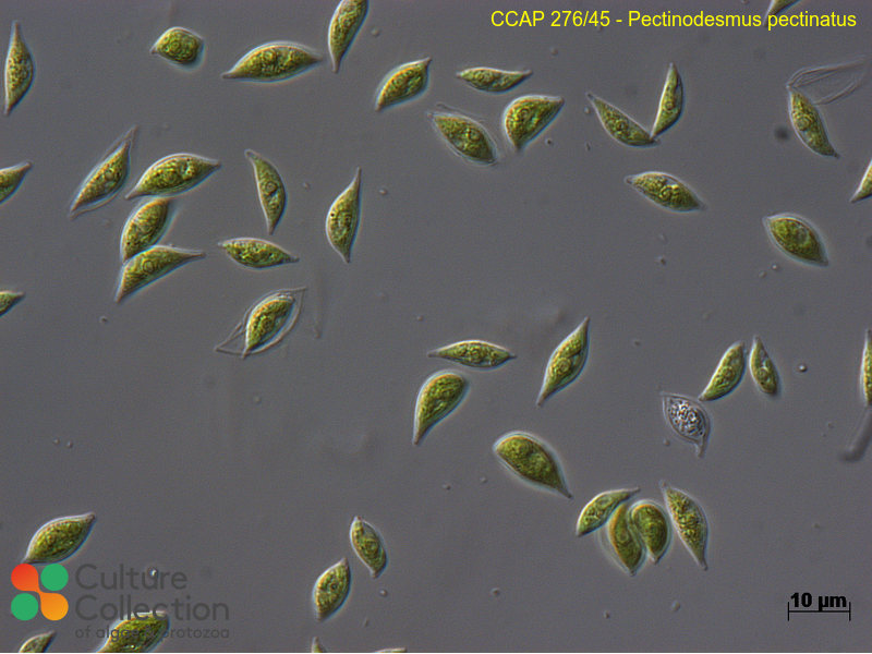 Pectinodesmus pectinatus
