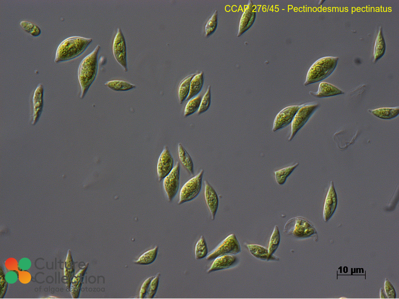 Pectinodesmus pectinatus