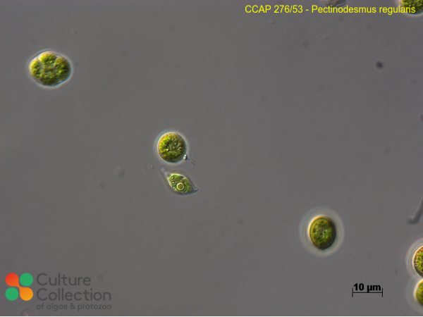 Pectinodesmus regularis