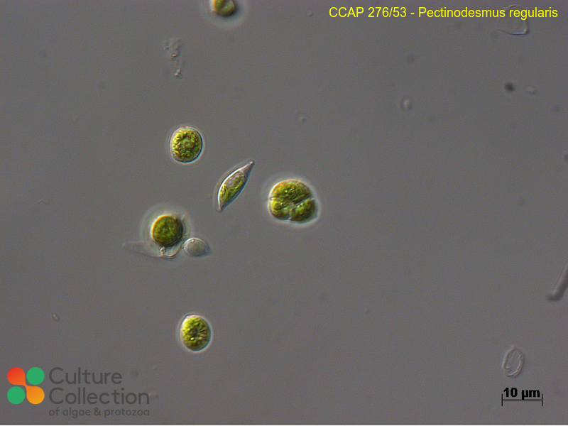 Pectinodesmus regularis