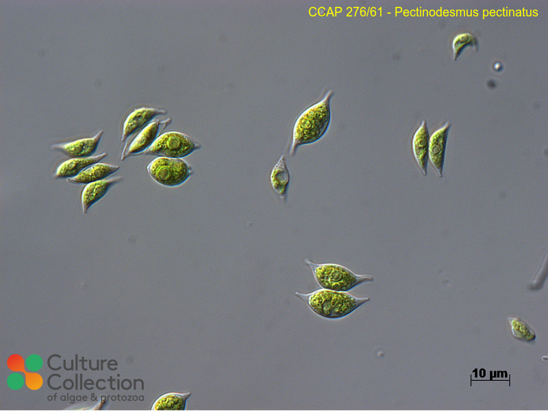 Pectinodesmus pectinatus