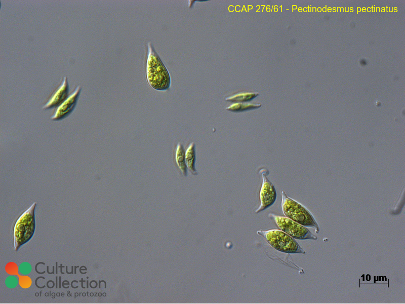 Pectinodesmus pectinatus