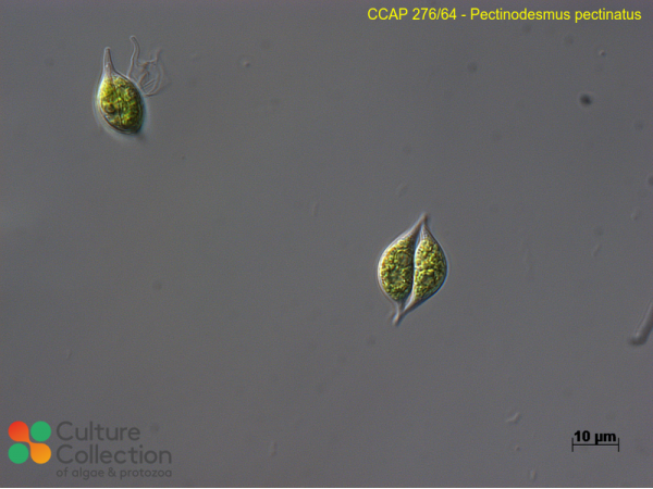 Pectinodesmus pectinatus