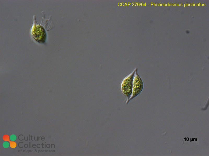 Pectinodesmus pectinatus