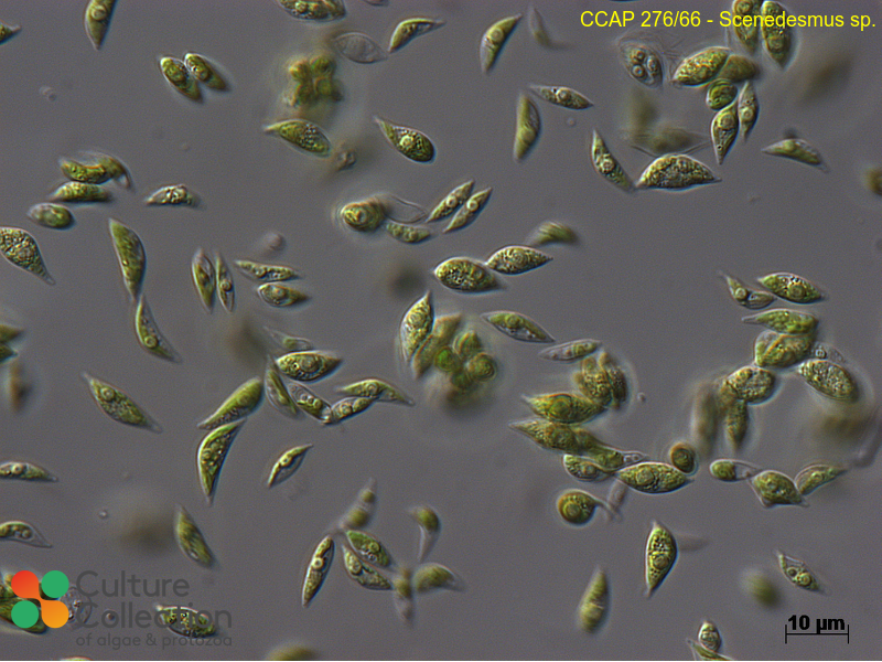 Scenedesmus sp.