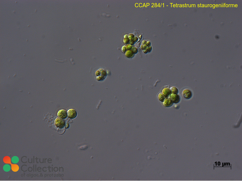 Tetrastrum staurogeniiforme