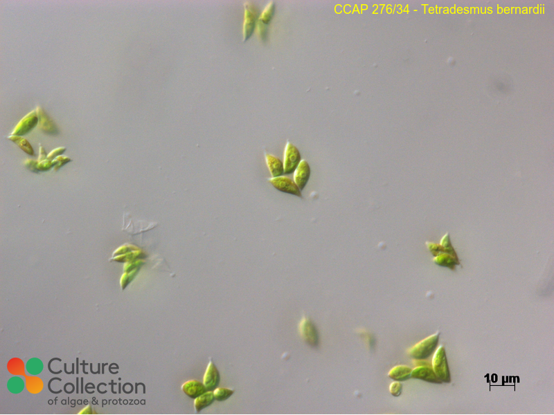 Tetradesmus bernardii