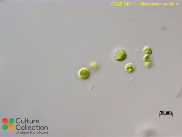 Micractinium pusillum