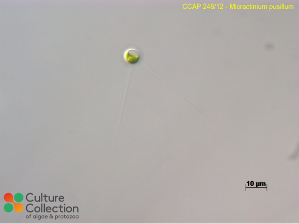 Micractinium pusillum