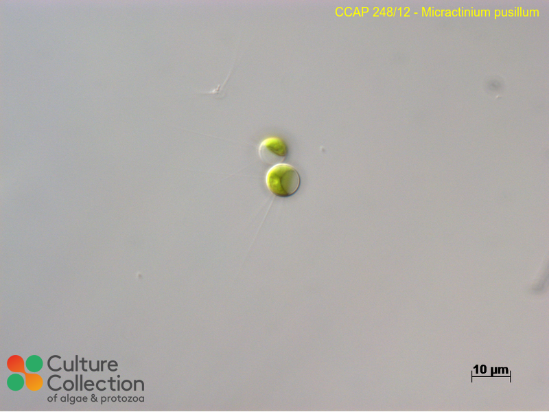 Micractinium pusillum