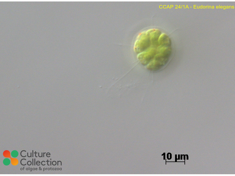 Eudorina elegans