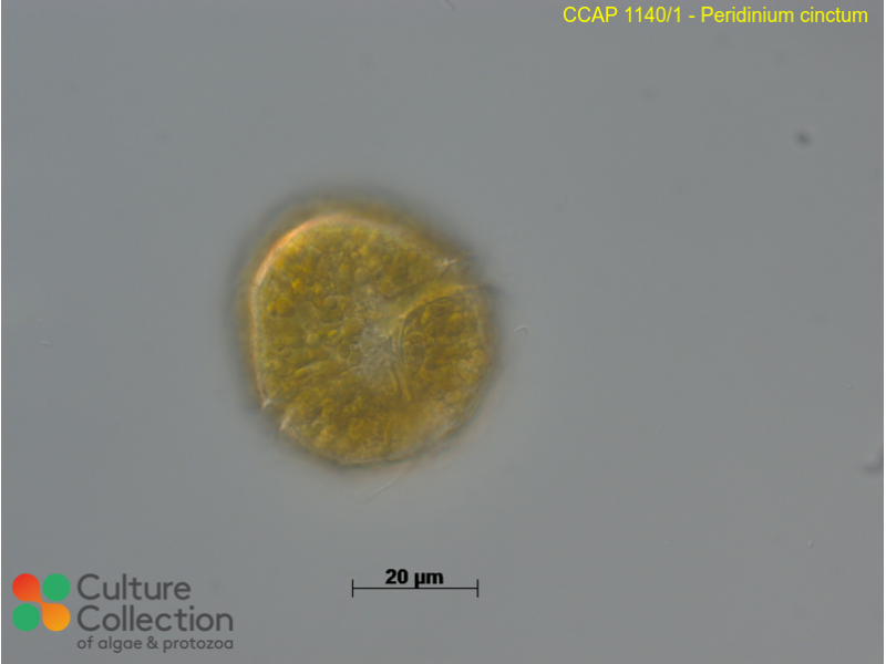 Peridinium Microscope