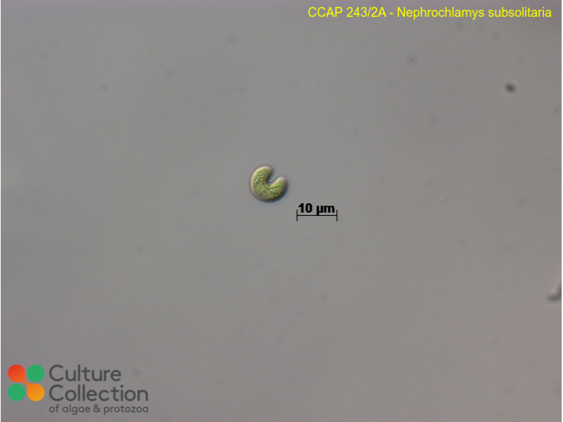 Nephrochlamys subsolitaria