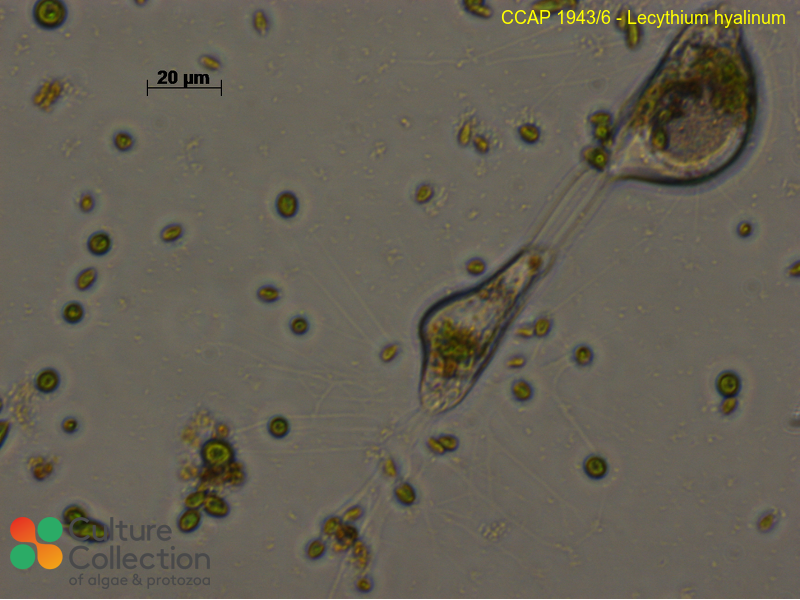 Lecythium hyalinum