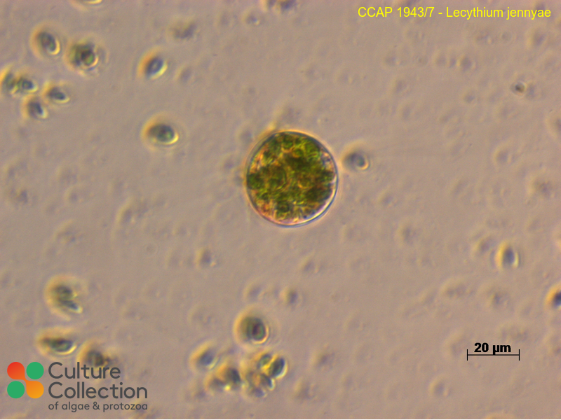 Lecythium jennyae