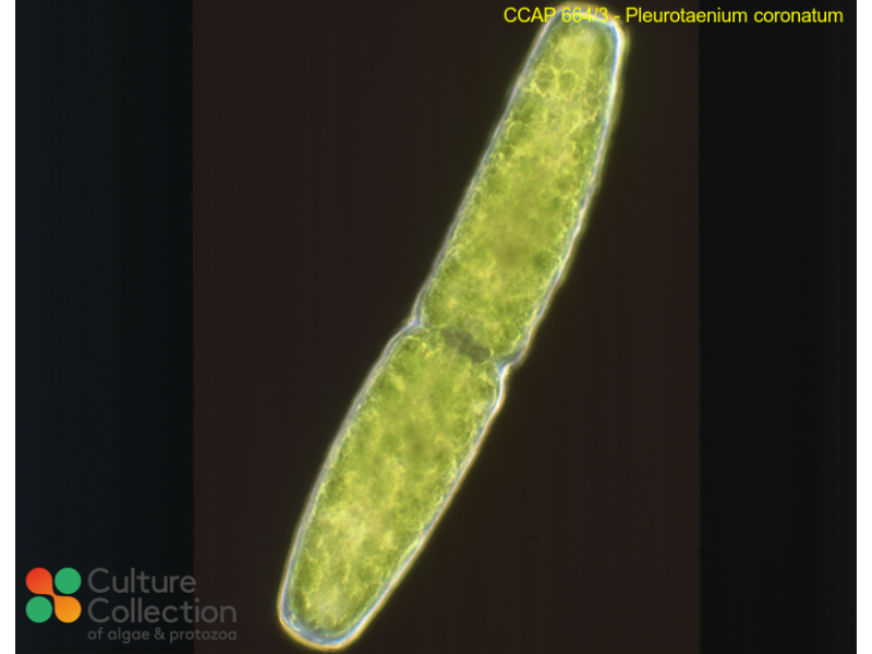 Pleurotaenium coronatum