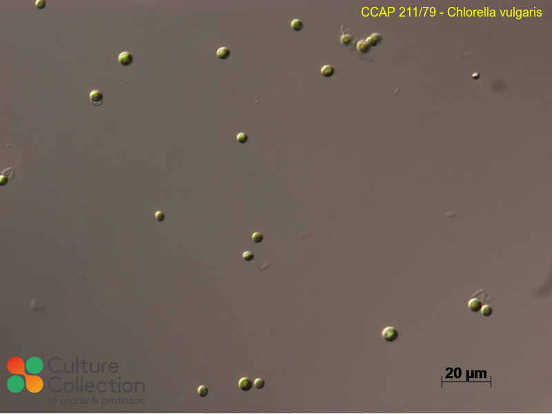Chlorella Algae Under Microscope