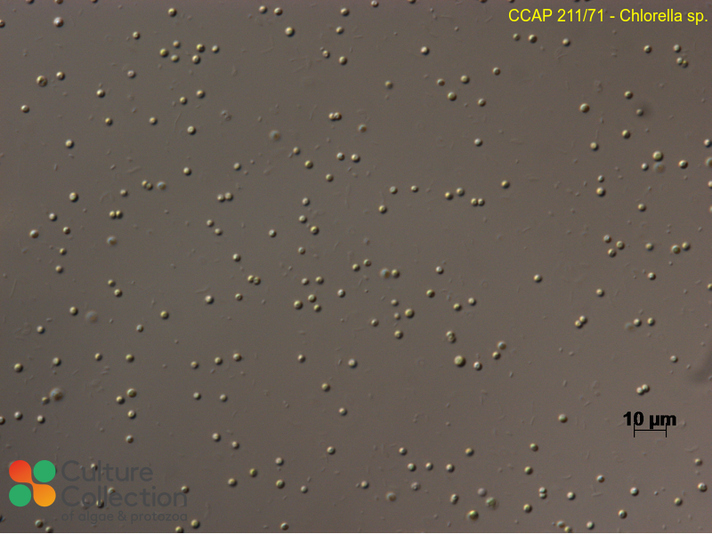 Chlorella sp.