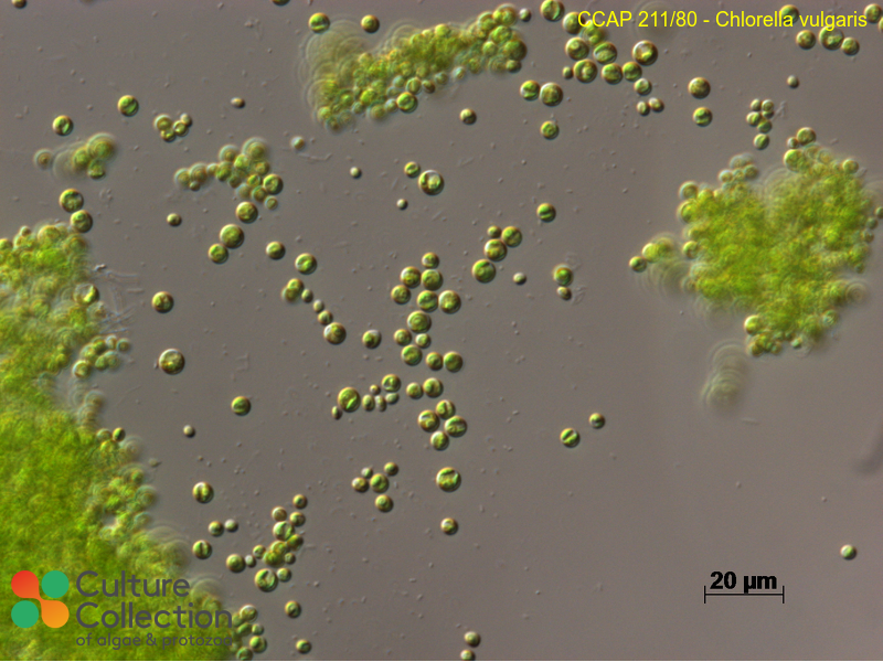 Chlorella vulgaris