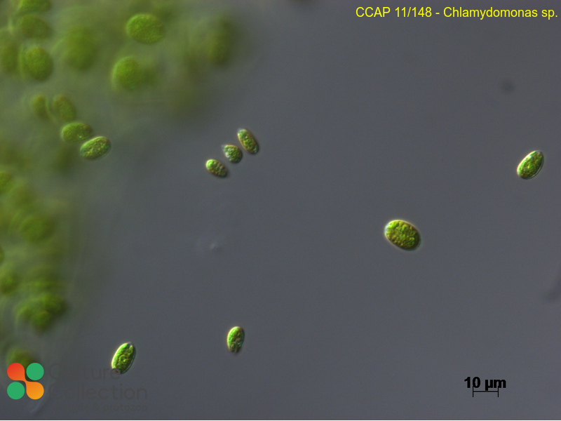 Chlamydomonas sp.