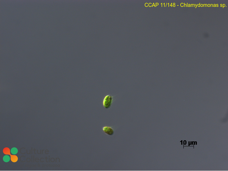 Chlamydomonas sp.