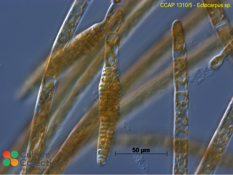 Ectocarpus sp.