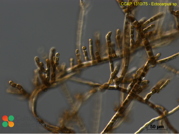 Ectocarpus sp.