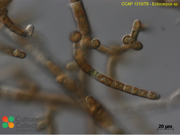 Ectocarpus sp.