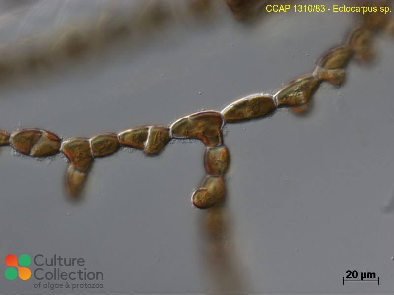 Ectocarpus sp.
