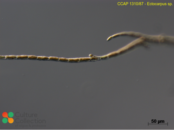 Ectocarpus sp.