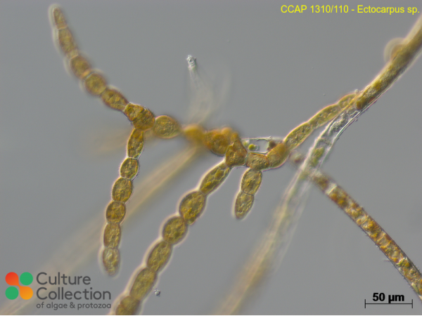 Ectocarpus sp.