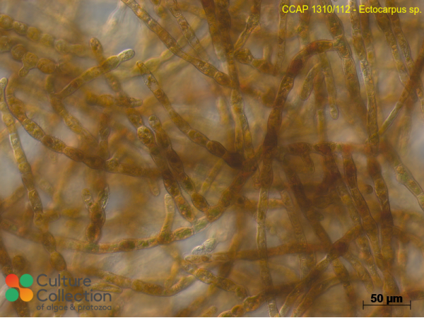 Ectocarpus sp.