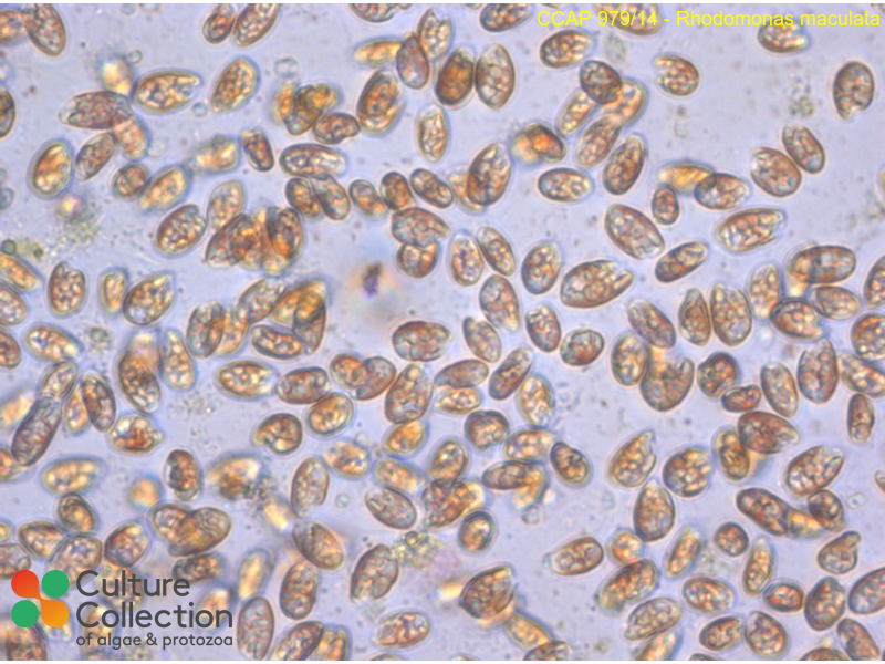 Rhodomonas maculata
