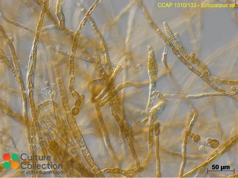 Ectocarpus sp.