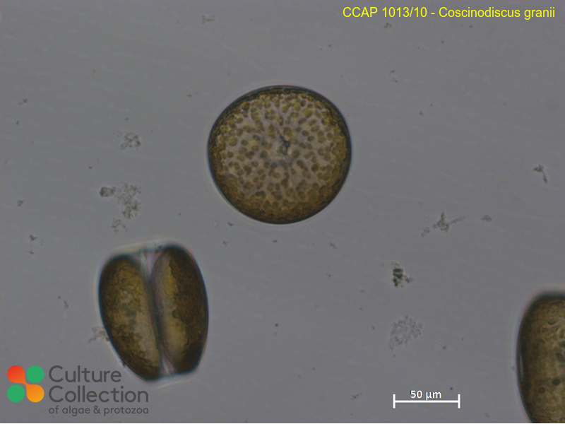 Coscinodiscus granii